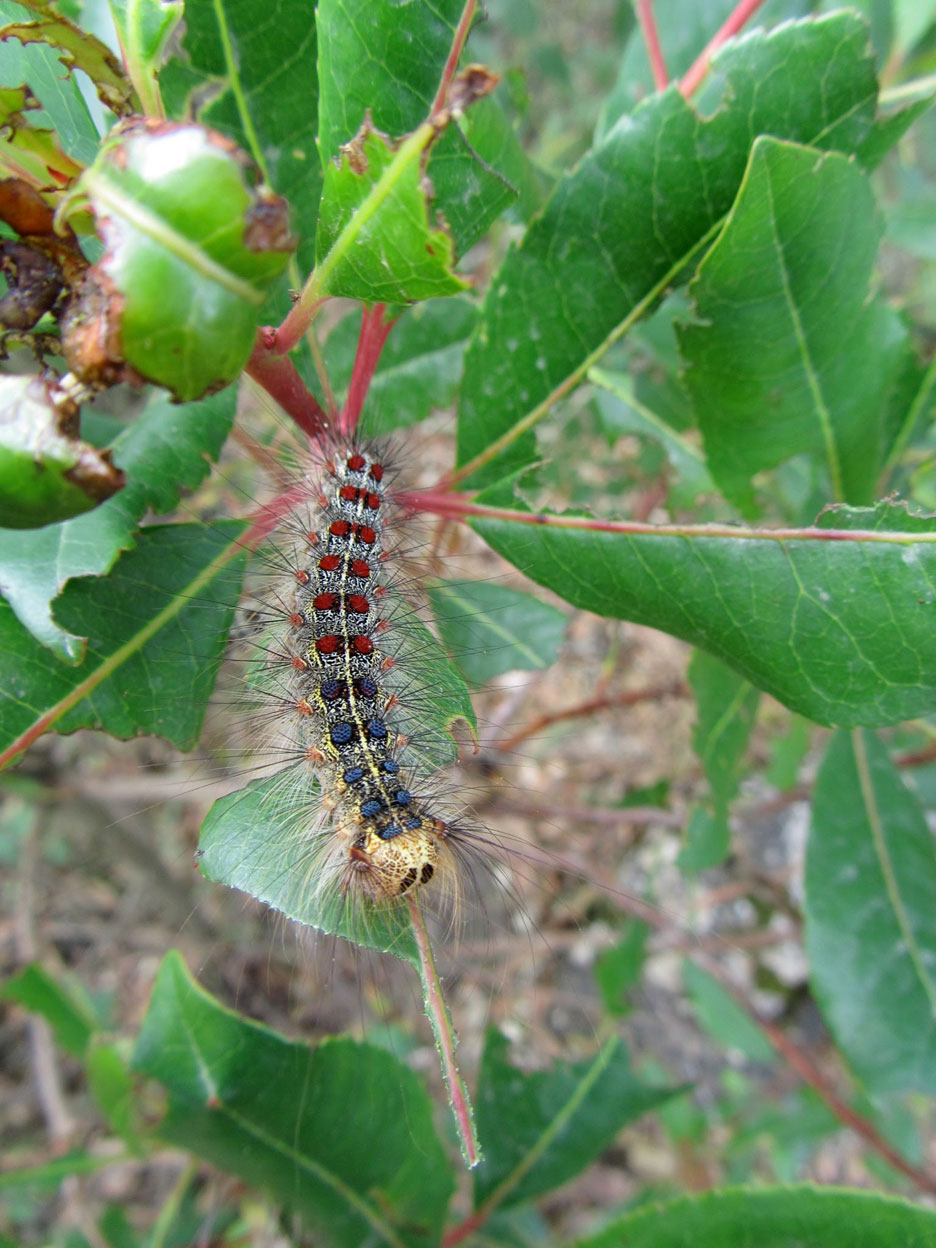 Gypsy moth larvae damaging trees around area | News, Sports, Jobs ...